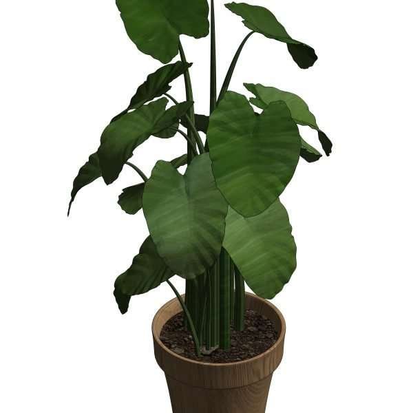 Revit Potted Plants 27 – Model And Object