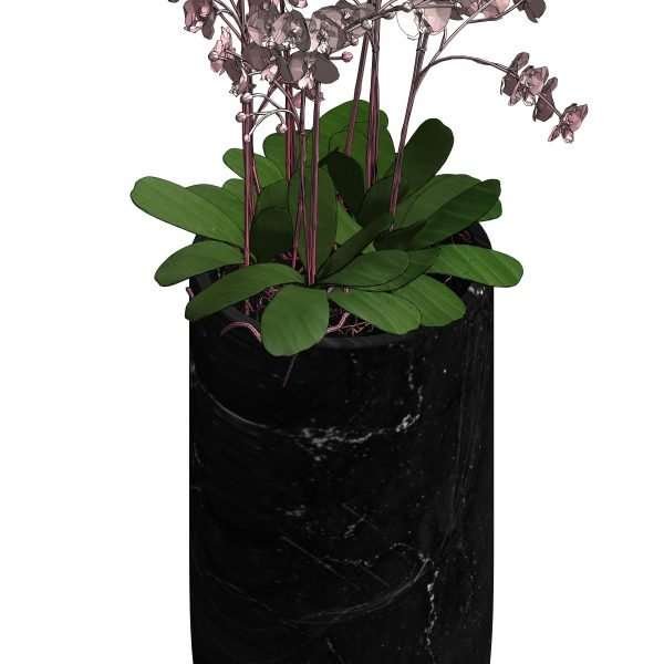 Potted plants – Model And Object