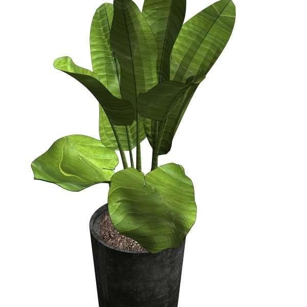 Revit Potted Plants 17 – Model And Object