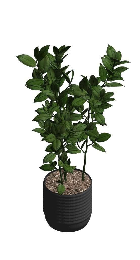 Revit Potted Plants 50 – Model And Object