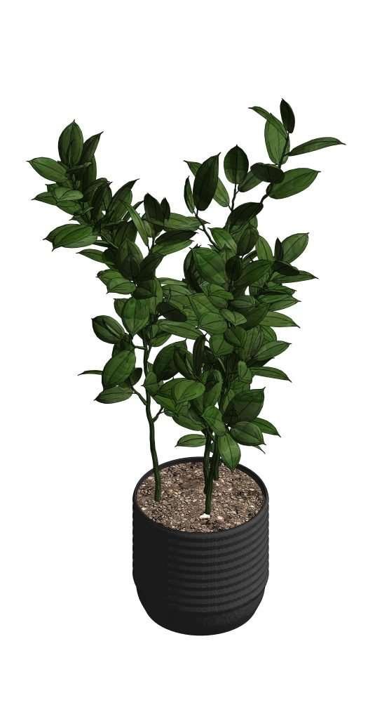 Revit Potted Plants 50 – Model And Object